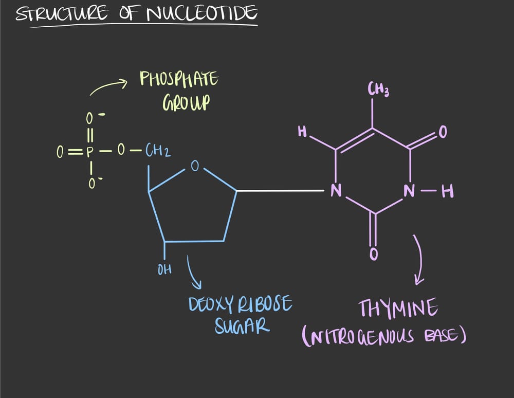 Nucleic Acids: The molecules that define us!